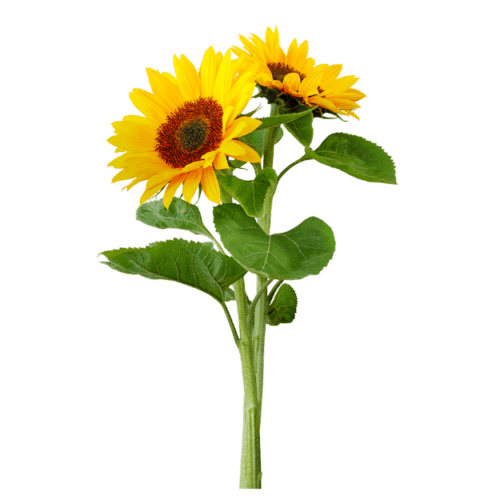 What is Sarcoma? > Sarcoma Alliance